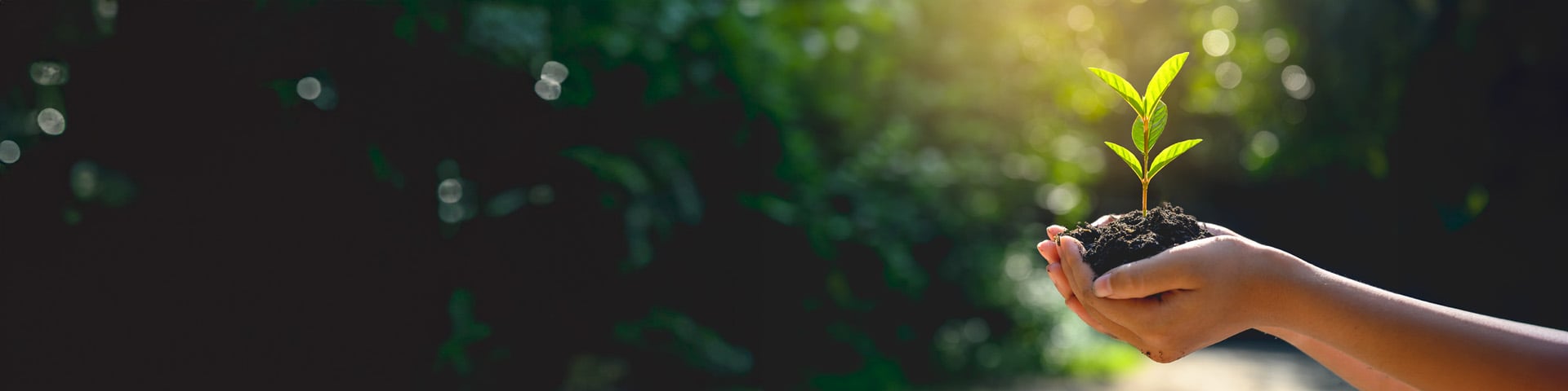 Go Green: Shred-a-thon & Paperless eStatements | Desert Financial